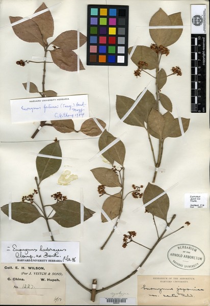 Syntype of Euonymus japonicus Thunberg var. acuta Rehder [family ...