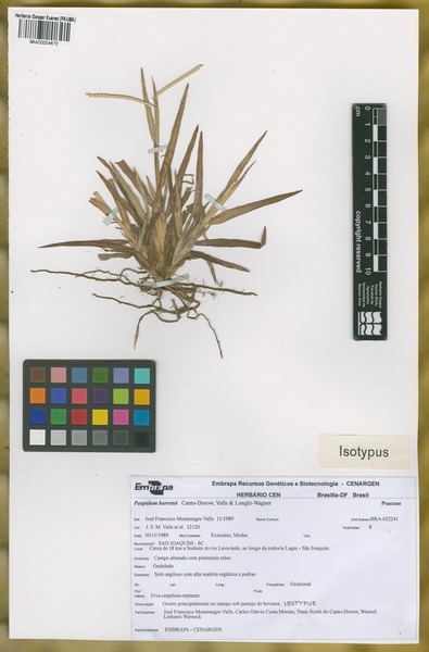 Isotype of Paspalum barretoi Canto-Dorow, Valls & Longhi-Wagner [family ...