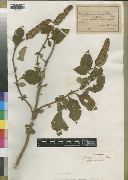 Type of Achyrospermum swina Perkins [family LAMIACEAE] on JSTOR