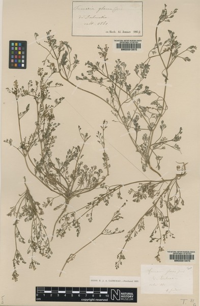 Type of Fumaria glauca Jord. [family PAPAVERACEAE] on JSTOR