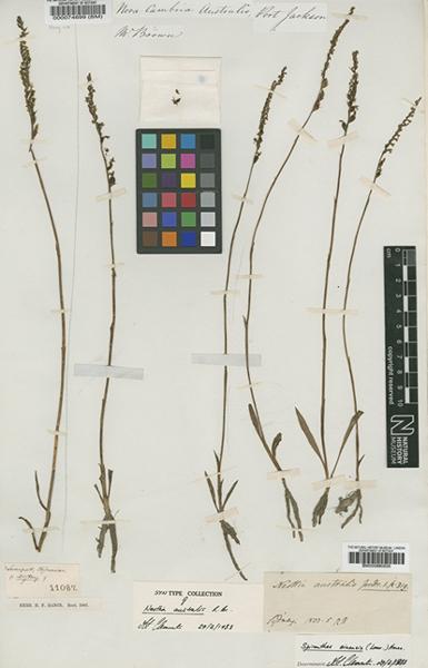 Syntype of Neottia australis R.Br. [family ORCHIDACEAE] on JSTOR