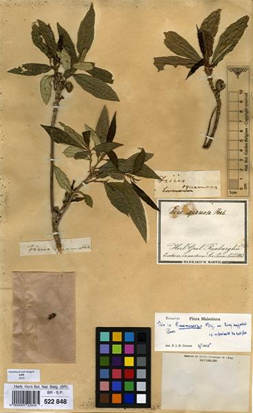 Type of Ficus squamosa Roxb. [family MORACEAE] on JSTOR
