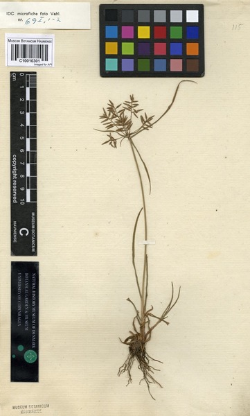 Holotype of Cyperus intactus Vahl [family CYPERACEAE] on JSTOR