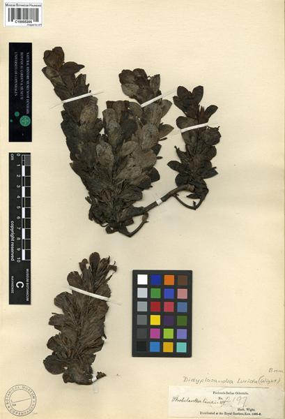 Isotype of Strobilanthus luridus Wight [family ACANTHACEAE] on JSTOR