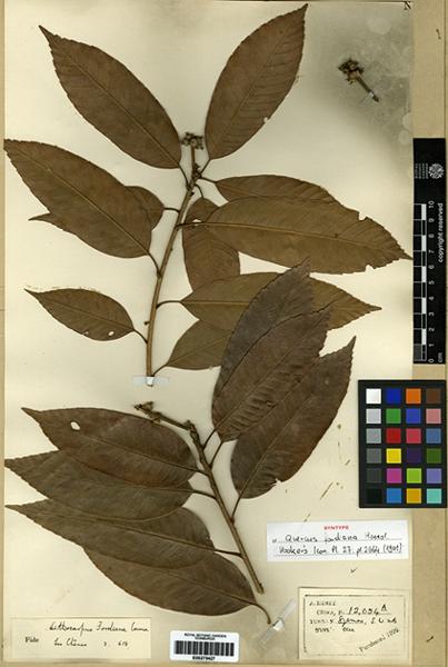 Syntype of Quercus fordiana Hemsl. [family FAGACEAE] on JSTOR