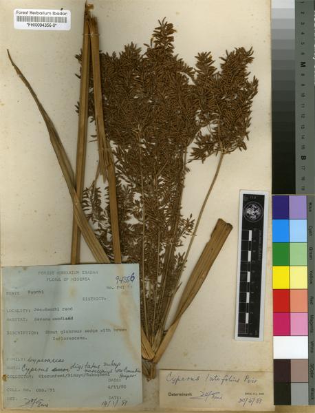 Filed as Cyperus latifolius Poir. [family CYPERACEAE] on JSTOR