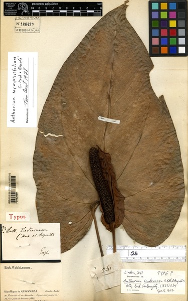 Type of Anthurium lindenianum K. Koch & Augustin [family ARACEAE] on JSTOR