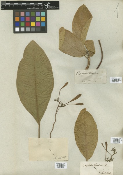 Filed as Omphalea triandra L. [family EUPHORBIACEAE] on JSTOR