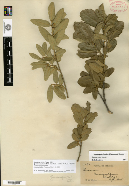 Lectotype of Quercus deserticola Trelease [family FAGACEAE] on JSTOR