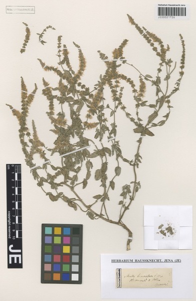 Syntype of Mentha sylvestris L. variety stenostachya Boiss. [family ...