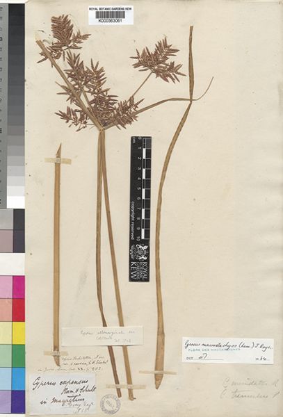 Pycreus tremulus (Poir.) C.B.Clarke [family CYPERACEAE] on JSTOR