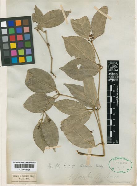 Euonymus indicus B. Heyne ex Wall. [family CELASTRACEAE] on JSTOR