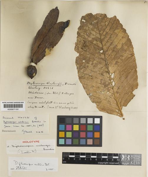 Dipterocarpus validus Blume [family DIPTEROCARPACEAE] on JSTOR