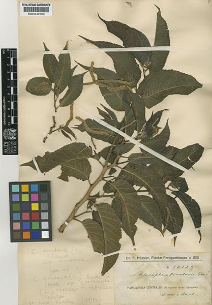 Type of Chlorophora tinctoria unrecorded subsp. zanthoxyla Hassl ...