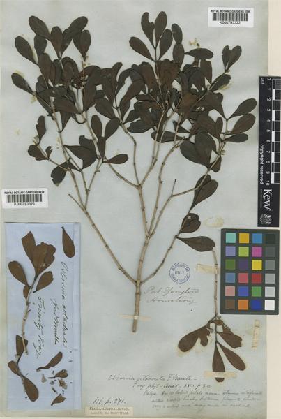 Osbornia octodonta F.Muell. [family MYRTACEAE] on JSTOR