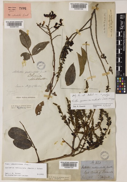 Callerya reticulata (Benth.) Schot [family LEGUMINOSAE-PAPILIONOIDEAE ...