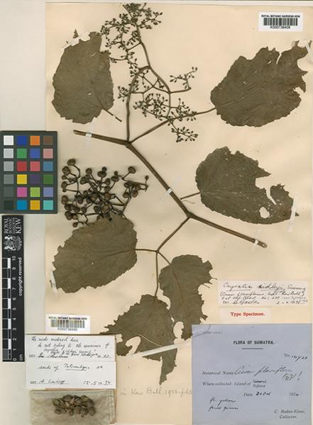 Type of Cissus flaviflora Ridl. [family VITACEAE] on JSTOR