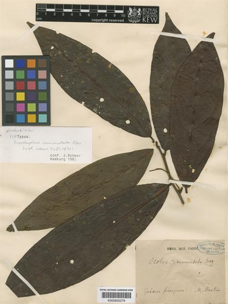 Isotype of Oreodaphne commutata Nees [family LAURACEAE] on JSTOR