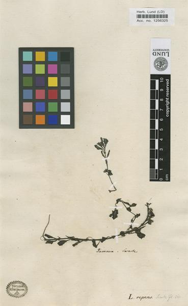 Type of Ludwigia repens Sw. [family ONAGRACEAE] on JSTOR