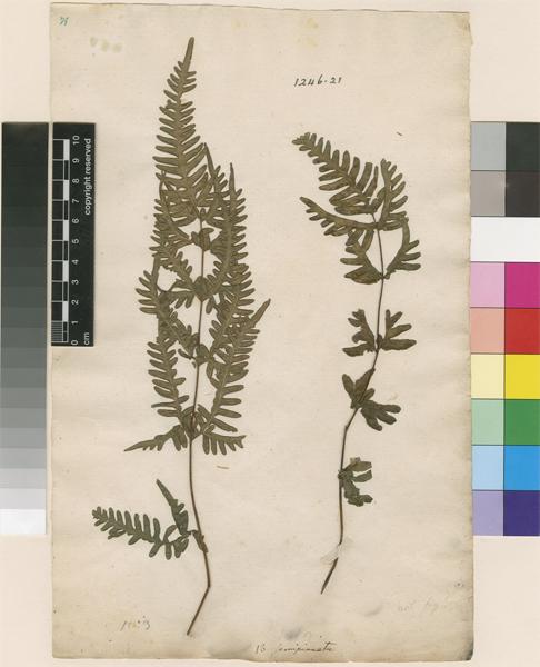 Filed as Pteris semipinnata L. [family PTERIDACEAE] on JSTOR