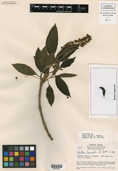 Isotype of Abatia borealis L. O. Williams [family FLACOURTIACEAE] on JSTOR