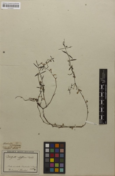 Type? of Hedyotis diffusa Willd. [family RUBIACEAE] on JSTOR