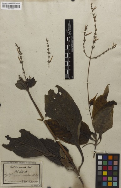 Syntype of Cryptophragmium venustum Nees [family ACANTHACEAE] on JSTOR