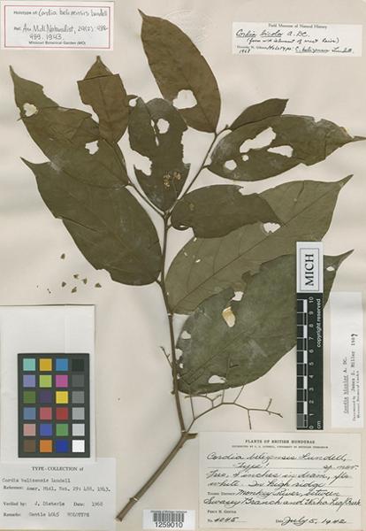 Holotype of Cordia belizensis Lundell [family BORAGINACEAE] on JSTOR