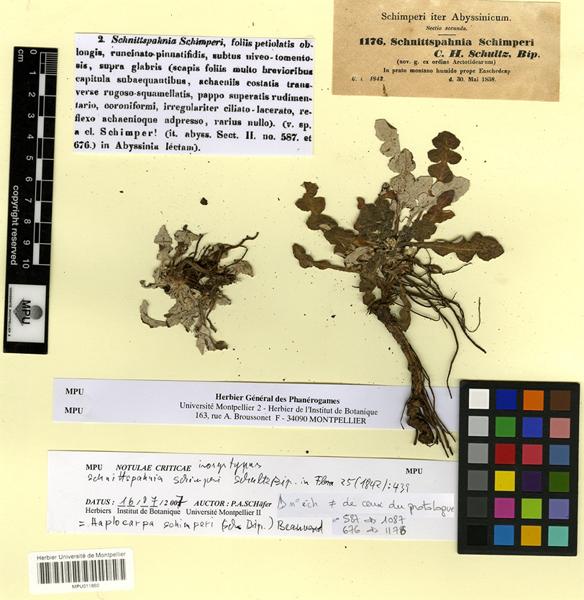 Isosyntype of schnittspahnia schimperi Sch.Bip. [family ASTERACEAE] on ...