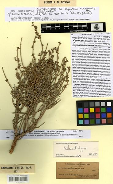 Isosyntype of Thymelaea microphylla Coss. & DR. [family THYMELAEACEAE ...