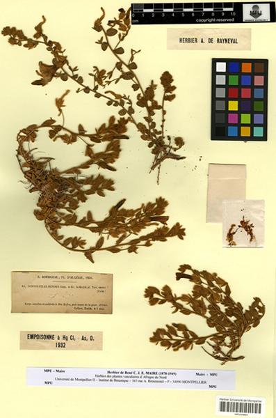 Syntype of convolvulus supinus Coss. & Kral. [family CONVOLVULACEAE] on ...