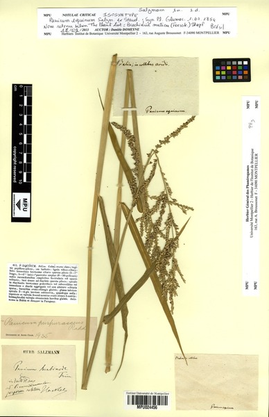Isosyntype of Panicum equinum Steud. [family POACEAE] on JSTOR