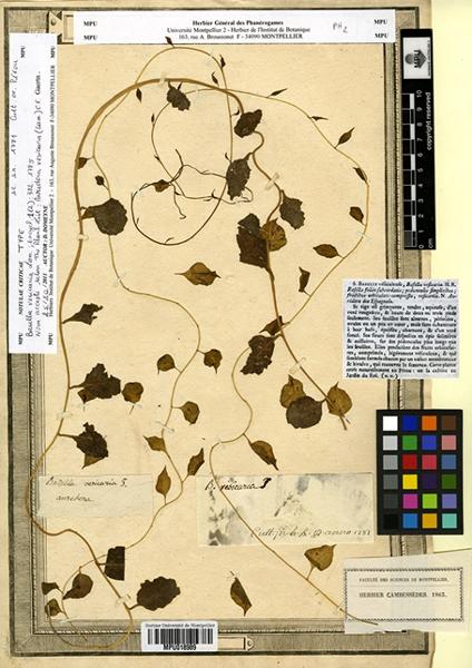 Type of Basella vesicaria Lam. [family BASELLACEAE] on JSTOR