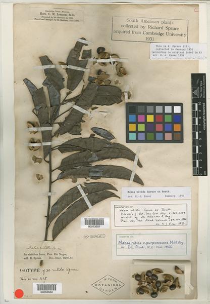Isolectotype of Mabea nitida Spruce ex Benth. [family EUPHORBIACEAE] on ...