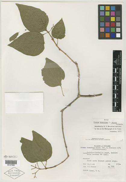 Type of Premna tomentosa f. jejuna Moldenke [family VERBENACEAE] on JSTOR