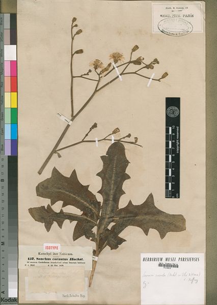 Isotype of Launaea cornuta (Oliv. & Hiern) C.Jeffrey [family ASTERACEAE ...