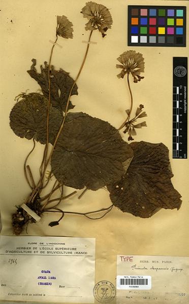Holotype of Primula chapaensis Gagnep. [family PRIMULACEAE] on JSTOR