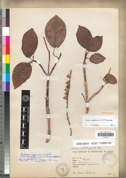 Isotype of Calvoa angolensis A.& R.Fernandes [family MELASTOMATACEAE ...