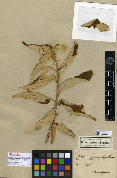 Holotype of Croton argyrophyllus Kunth [family EUPHORBIACEAE] on JSTOR