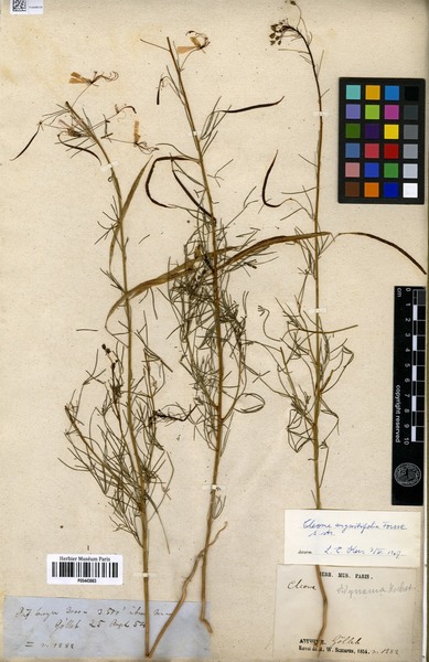 Syntype of cleome angustifolia Forssk. [family CLEOMACEAE] on JSTOR