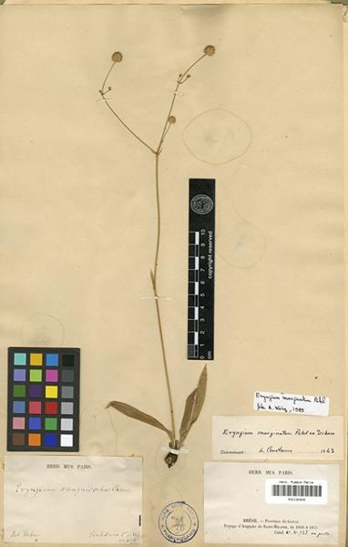 Type of Eryngium marginatum Urban [family APIACEAE] on JSTOR