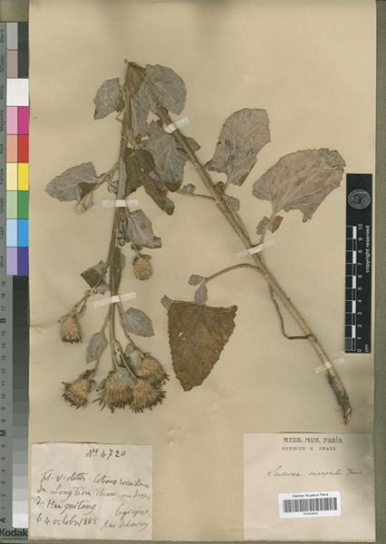 Type of Saussurea eriocephala Franch. [family ASTERACEAE] on JSTOR