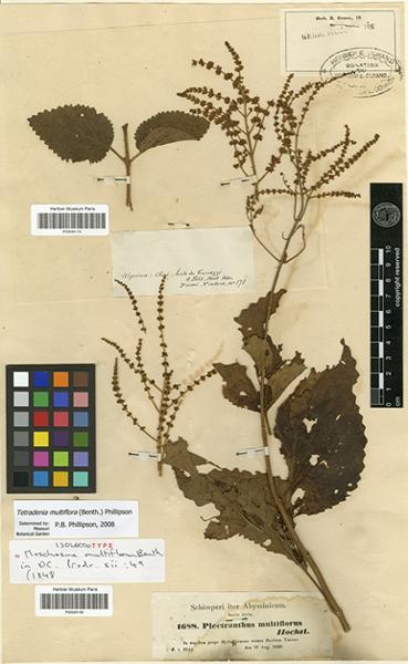 Isolectotype of Tetradenia multiflora (Benth.) Phillipson [family ...
