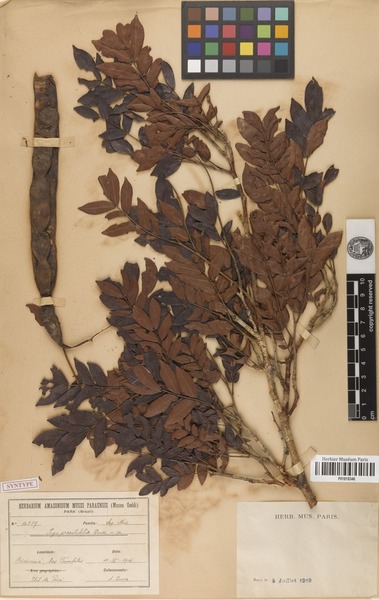 Syntype of Inga gracilifolia Ducke [family FABACEAE] on JSTOR