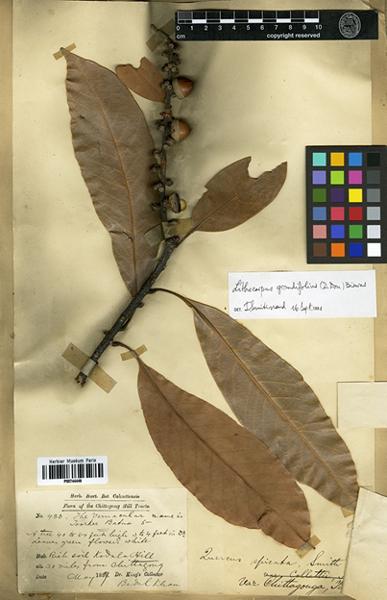 Type of Quercus spicata Humb. & Bonpl. var. chittagonga King ex Hook.f ...