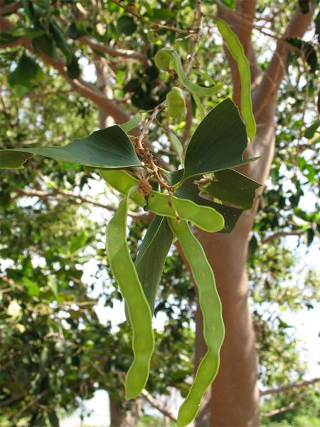 Acacia simplex on JSTOR