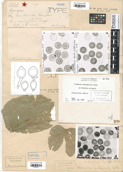 Isotype of Uromyces bauhiniicola Arthur [family PUCCINIACEAE] on JSTOR