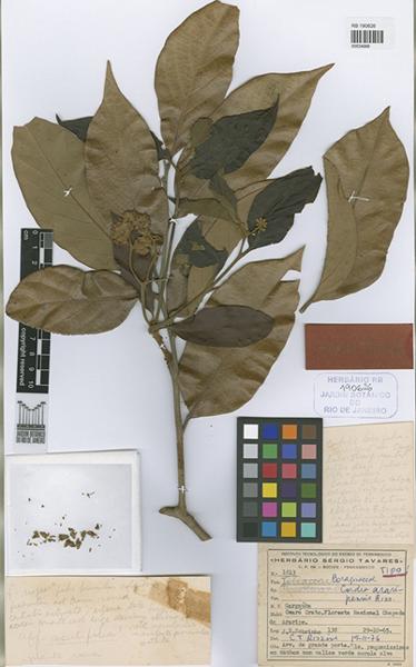 Holotype of Cordia araripensis Rizzini [family BORAGINACEAE] on JSTOR