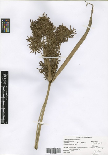 Filed as Cyperus latifolius Poir. [family CYPERACEAE] on JSTOR