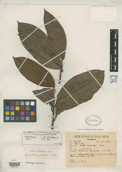 Isolectotype of Aniba rosaeodora Ducke, A. 1930 [family LAURACEAE] on JSTOR